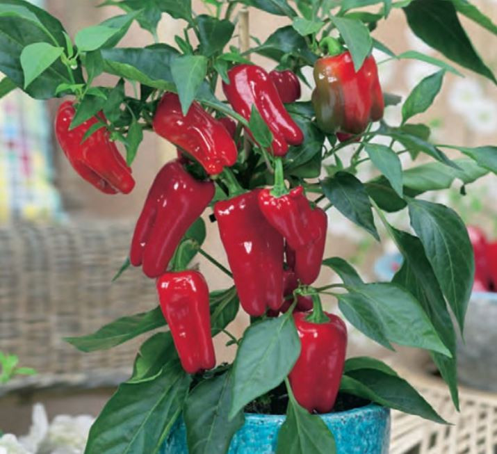 Snack Tourmaline (75 seminte) ardei rosu cu fructe mici pentru salata ...