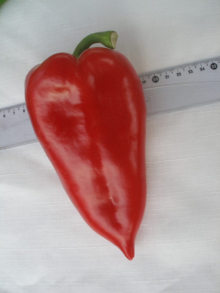 Ardei Capia de Plovdiv (Plovdivska Kapia) (2 gr) Seminte de Ardei Capia ...