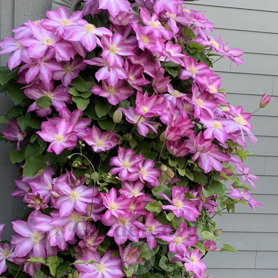 Clematite Asao (1.5 m in ghiveci de 2 L), tufa ornamentala cataratoare ...