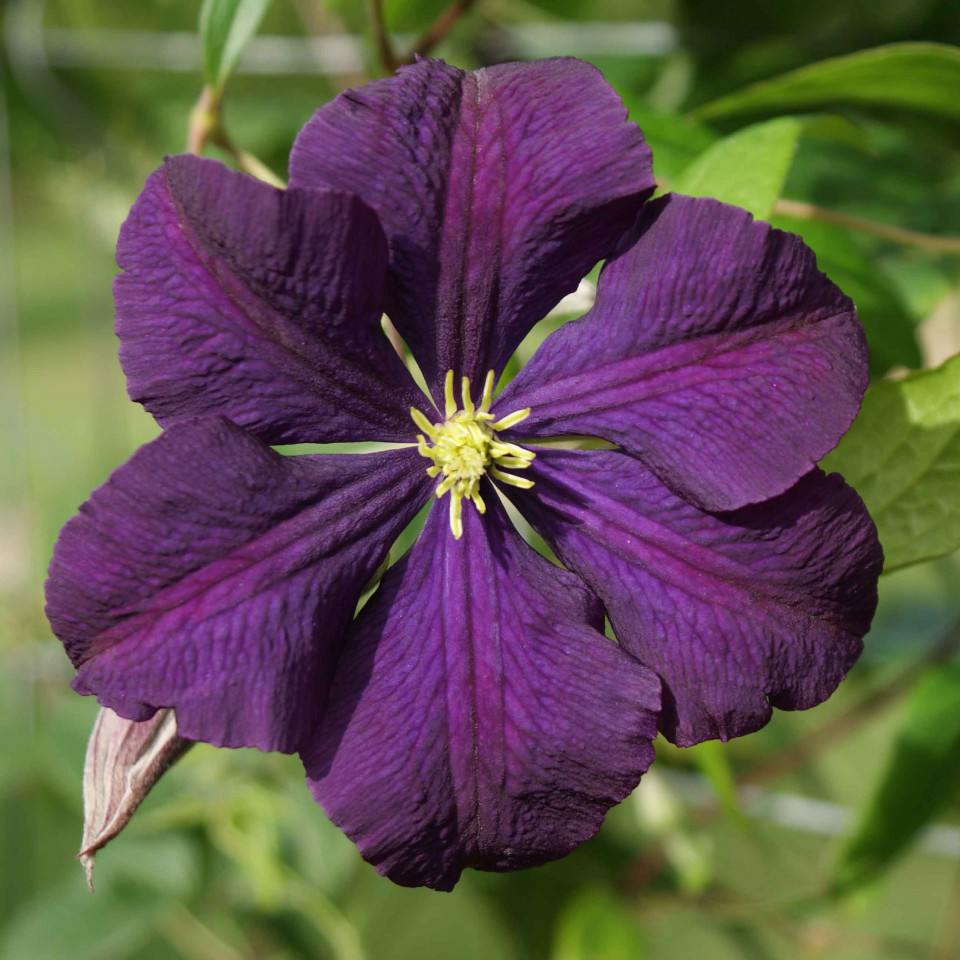 Clematite Etoile Violette (1.5 m in ghiveci de 2 L) tufa ornamentala ...