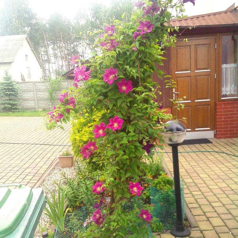 Clematite Kryspina (1.5 m in ghiveci de 2 L), tufa ornamentala ...