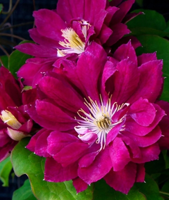 Clematite Red Star (ghiveci 2 L) clematita cu flori rosii superbe pline ...