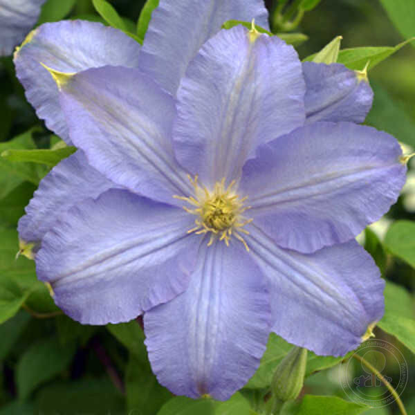 Clematite Vistula (1.5 m in ghiveci de 2 L) tufa ornamentala cataratoare Clematis, cu flori mari ...