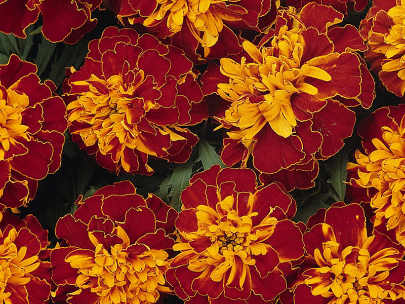 Craite pitice bicolore (0.8 g) seminte de craite Tagetes patula ...