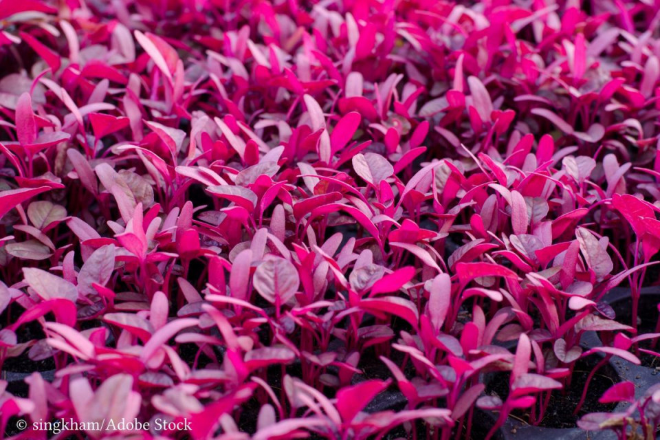 Loboda Rosie (600 seminte) de salata baby leaf cu frunze mici pentru ...