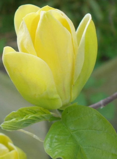 Magnolie Yellow Bird Brooklynensis galbena (ghiveci 3 L) cea mai ...