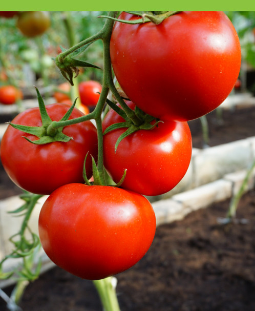 Mahitos F1 (10 seminte) tomate cu crestere nedeterminata de tip beef ...