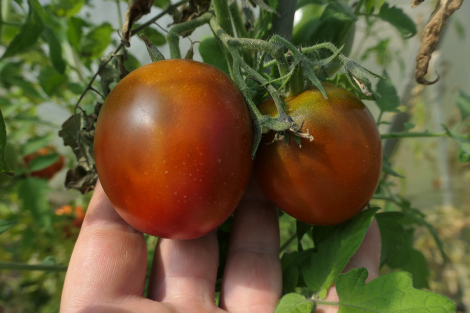 Black Dragon (40 seminte) rosii negre de culoarea mahonului ...