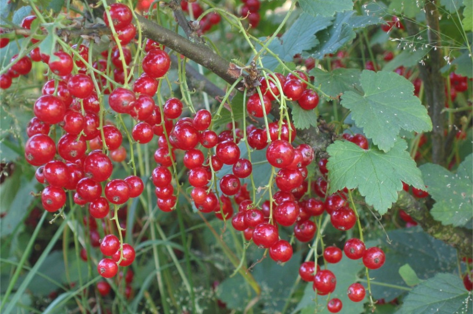 Coacaz rosu Ribes rubrum (1 butas in ghiveci 2 l), butasi de coacaze ...