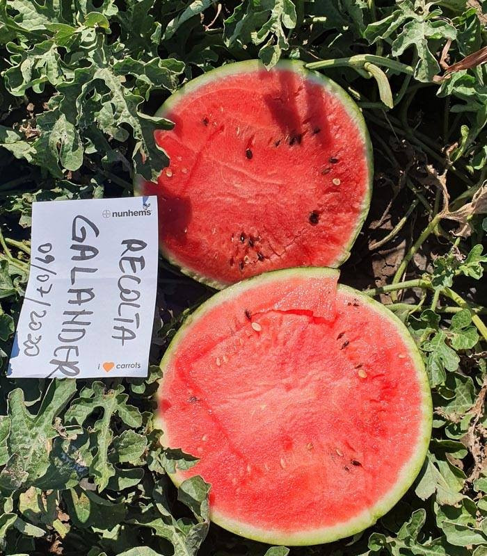 Galander F1 (500 seminte) pepene verde extratimpuriu, rotund, Nunhems