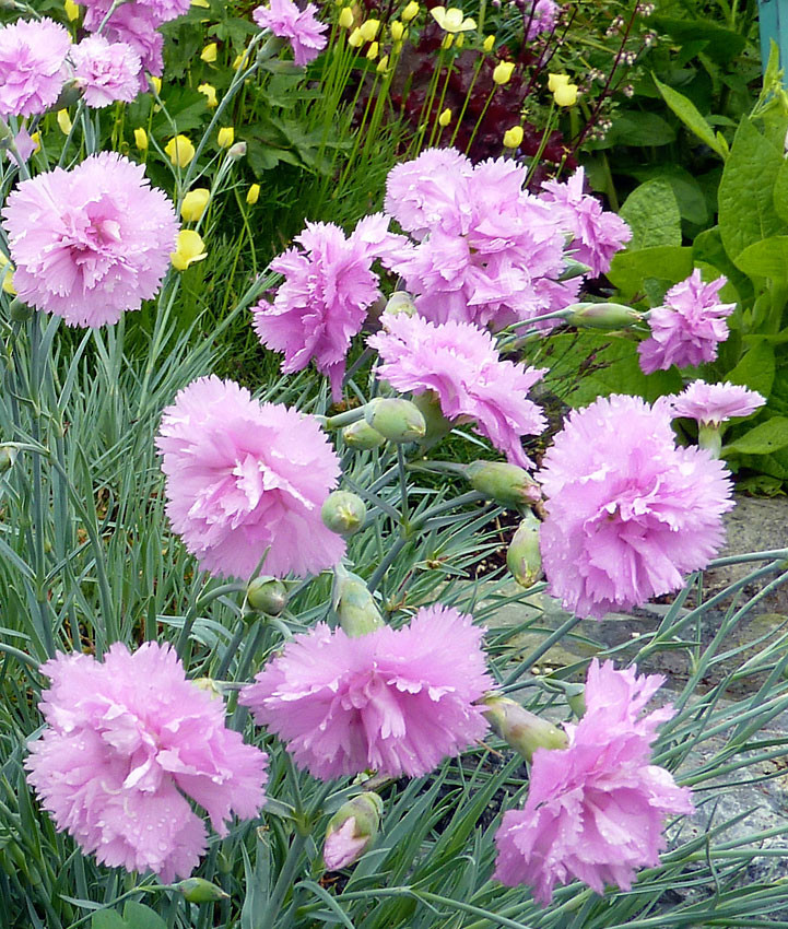 Garofite de gradina roz (0.5 gr) parfumate, Opal