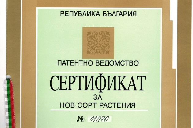 Inima Roz (150 seminte) rosii mari bulgaresti in forma de inima, IZK ...