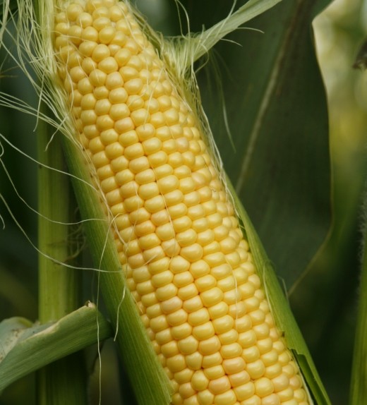 Royalty F1 Porumb Dulce (100 gr) Seminte de Porumb Zaharat, stiulete 22 ...