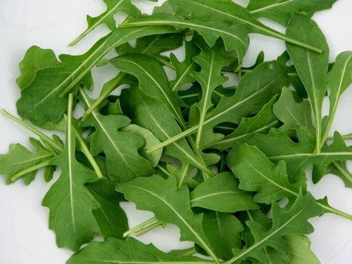 Rucola (2500 seminte) baby leaf cu frunze mici pentru salata, Agrosel