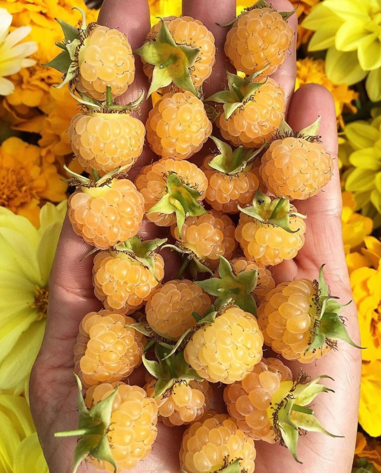 Zmeur Citria, butasi de zmeura soi foarte productiv, cu fructe de ...