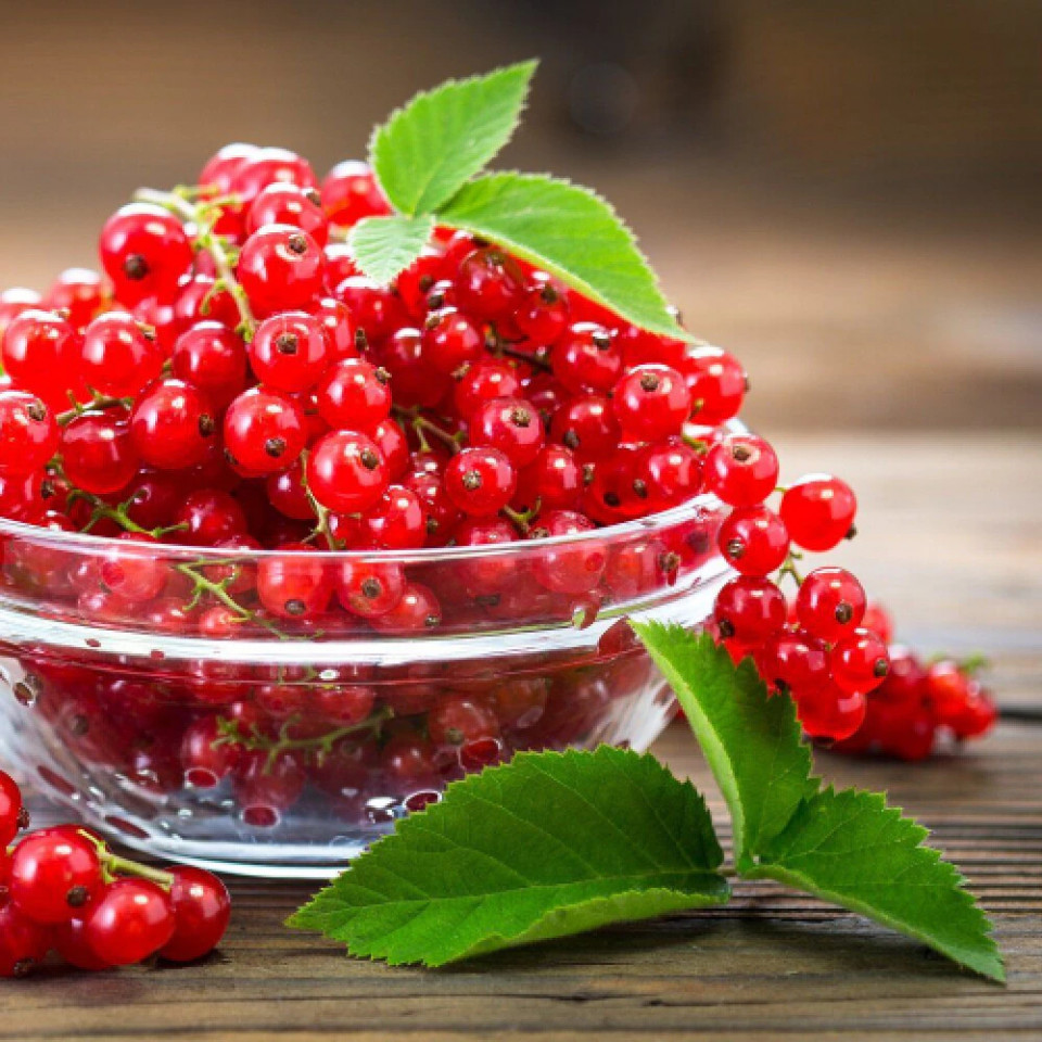 Coacaz rosu Ribes rubrum (1 butas in ghiveci 2 l), butasi de coacaze ...