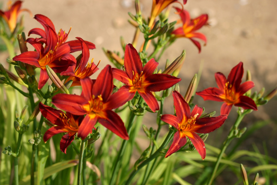 Crin Hemerocallis Crimson Pirate (ghiveci 1,5 L), crin de o zi cu flori ...