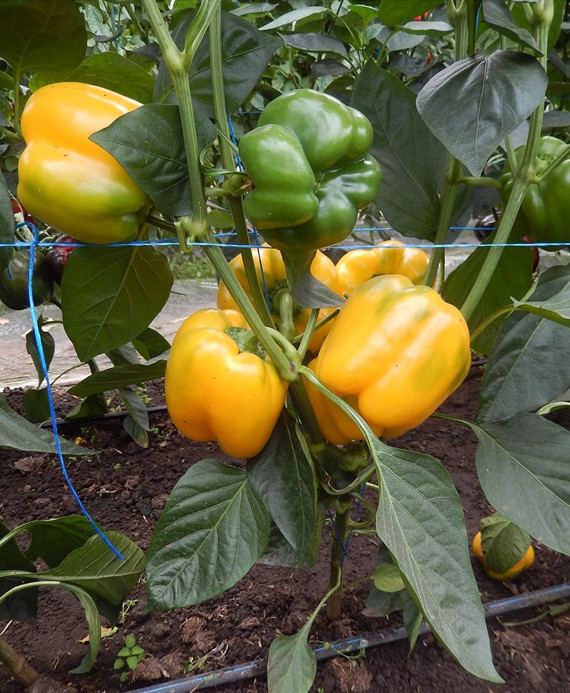 Insignia F1 (100 seminte) ardei gras tip blocky, nedeterminat, pulpa ...