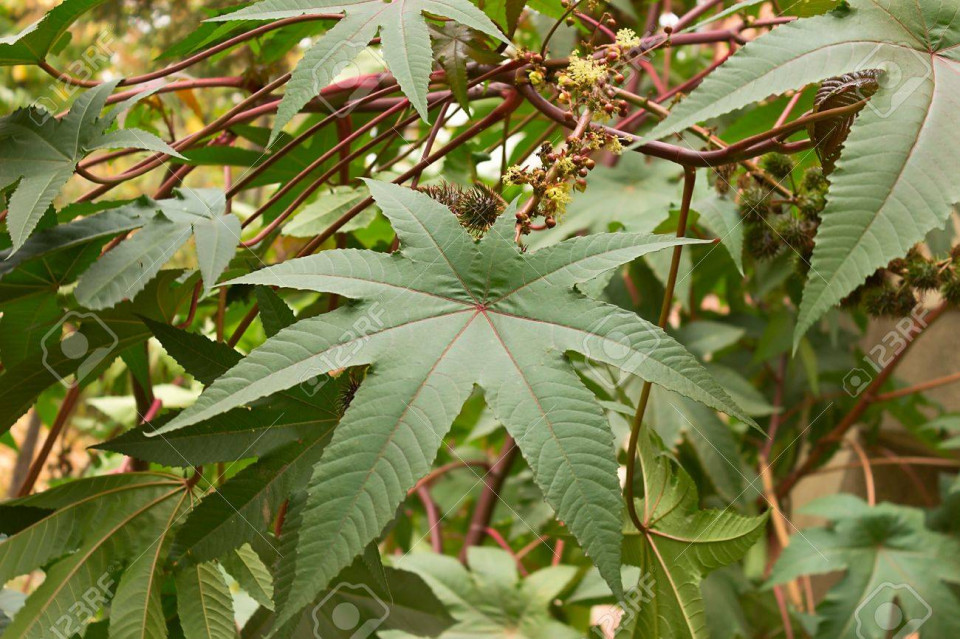 Ricin Gibsonii (2 seminte) seminte de planta anuala decorativa, cu ...