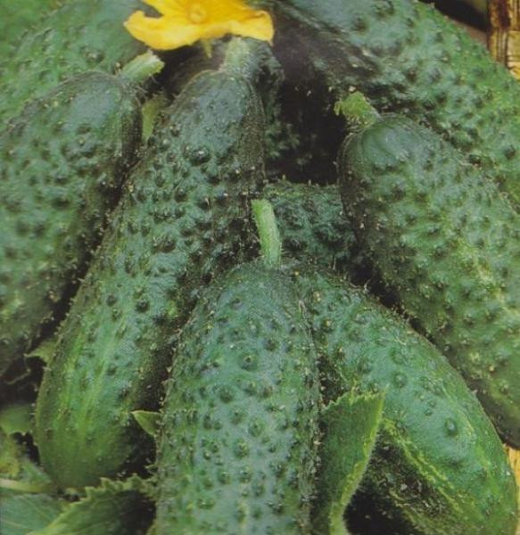 Seminte Castraveti Verde De Paris (1 kg), castraveti cornichon, Hortus ...
