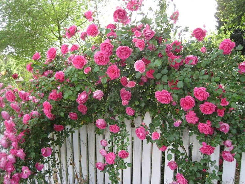 Trandafir catarator Parade, butasi de trandafiri urcatori cu inflorire ...