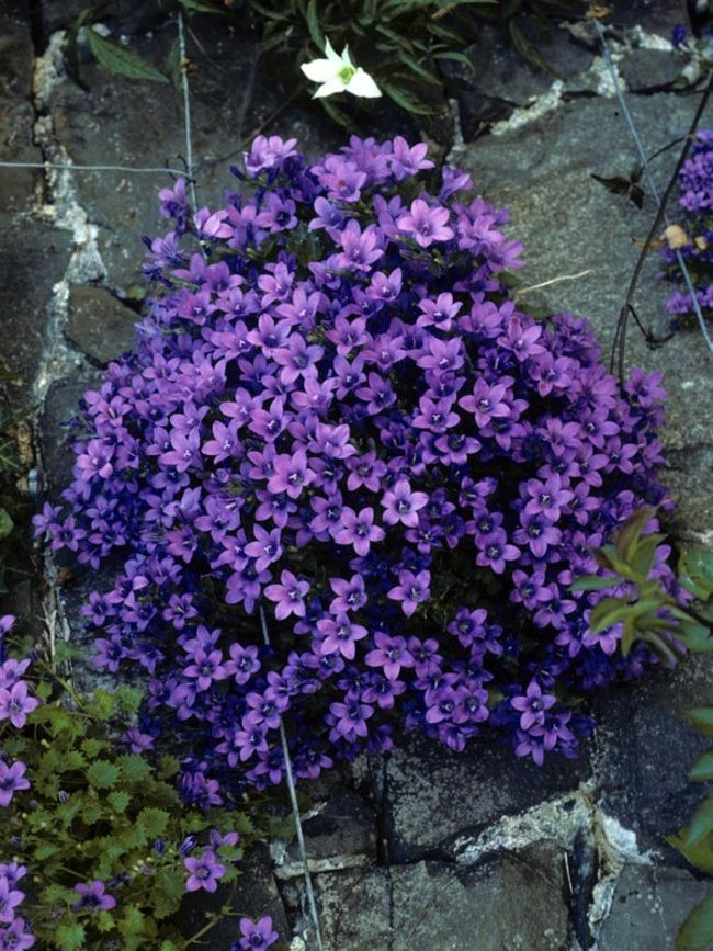 Campanula Blue (in ghiveci de 1 L), rasad de Campanula Portenschlagiana ...