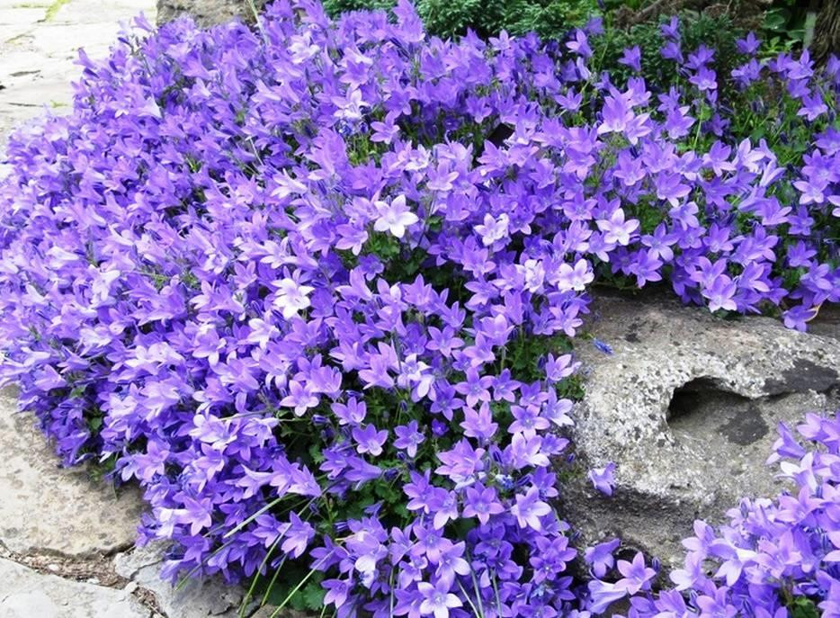 Campanula Mix (0.25 gr) seminte planta perena cu flori in forma de ...