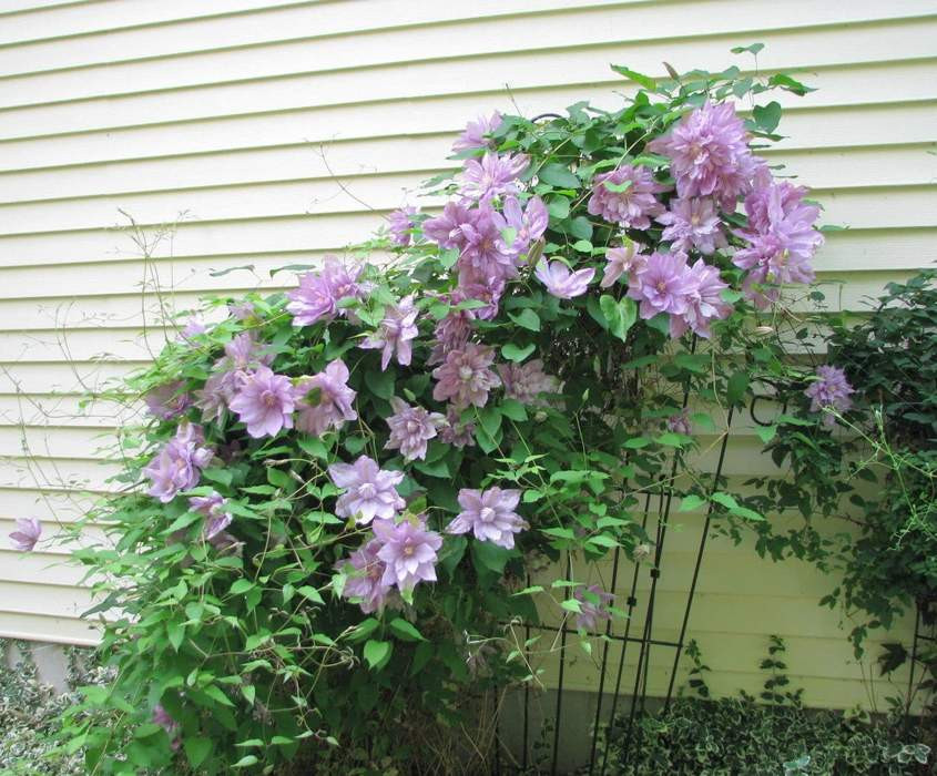 Clematite Proteus (ghiveci 2 L), tufa ornamentala cataratoare Clematis ...