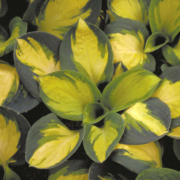 Crin de toamna Hosta Popcorn (ghiveci 1,5 L), planta decorativa cu ...