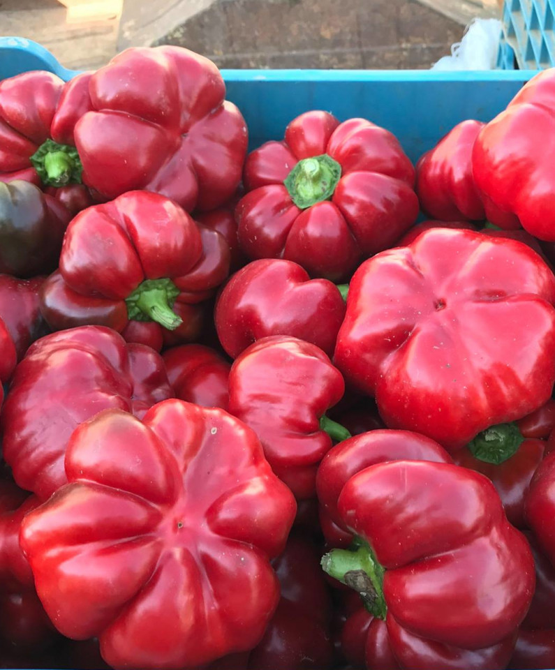 Gogosar Bucur (50 seminte) de ardei gogosar soi gigant, Agrosem