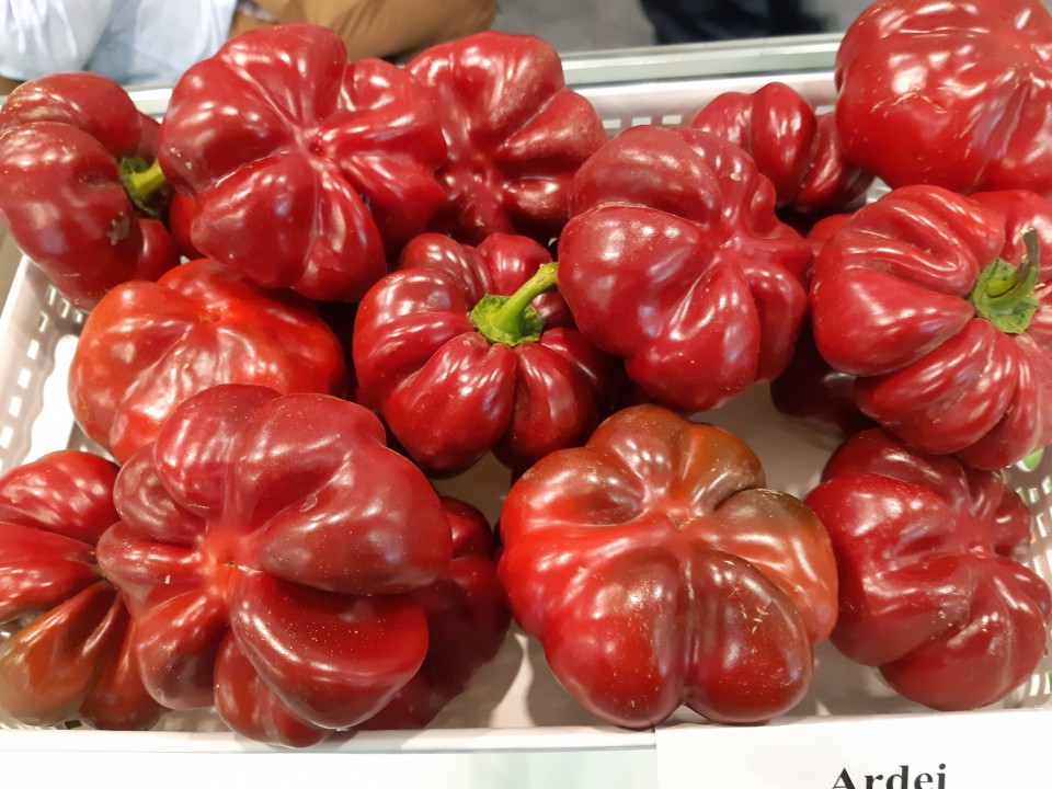 Gogosar Rotund Bulgaresc - 10 gr - Seminte Ardei Gogosar bulgaresc, Opal