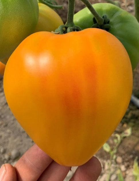 Gourmansun F1 (5 seminte) de rosii exotice tip ananas, in forma de ...