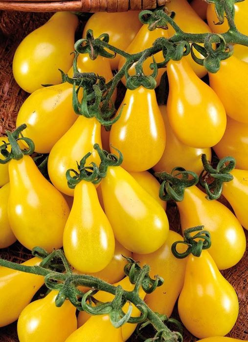 Yellow Pearshaped (120 seminte) de rosii galbene prunisoare tip cherry ...