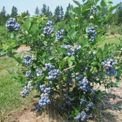Afin Bluecrop, butasi de afine soi cu fructe mari, foarte aromate, de ...