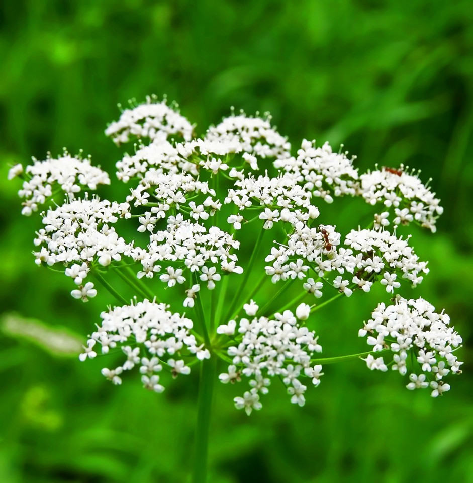 Anason Medicinal (2 grame) seminte planta anuala aromatica, miros ...