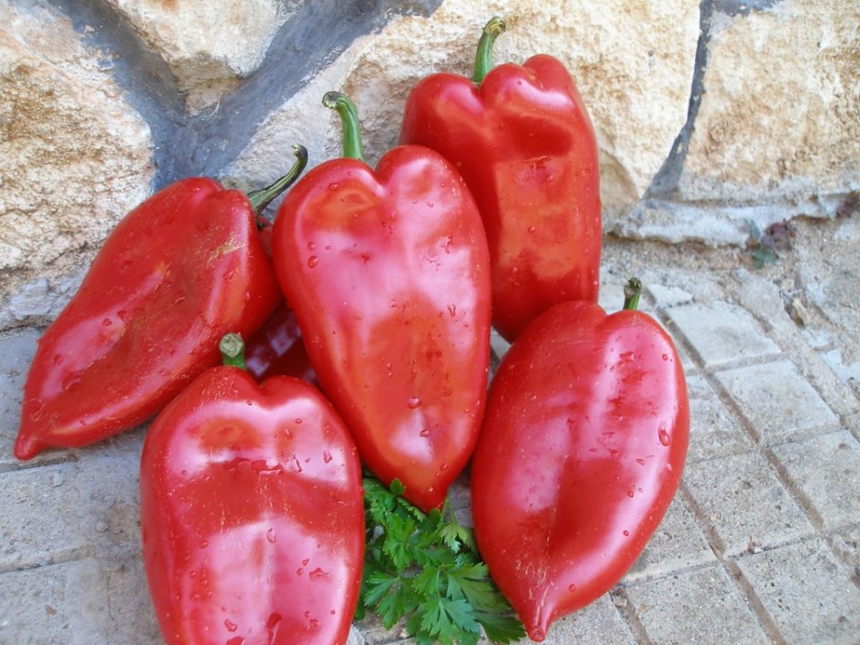 Ardei Capia de Plovdiv (Plovdivska Kapia) (2 gr) Seminte de Ardei Capia ...