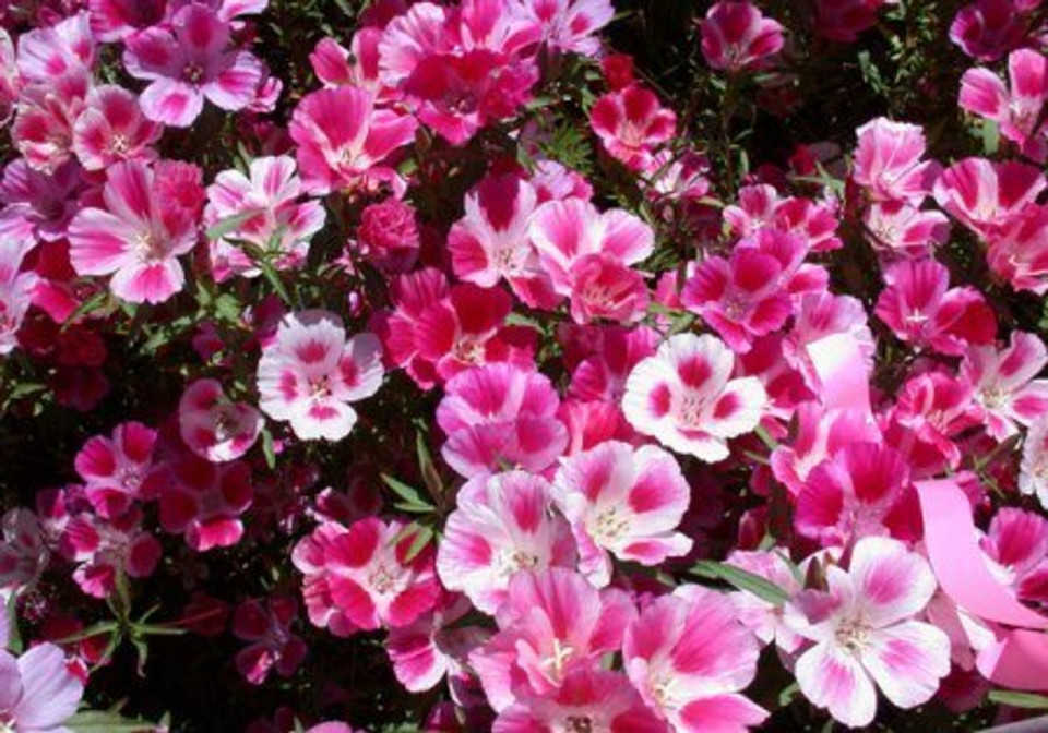 AZALEE DE GRADINA (0.5 gr), seminte planta anuala, Horti Tops