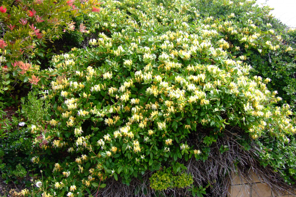 Caprifoi Lonicera japonica (30 cm in ghiveci de 2 L), tufa ornamentala ...