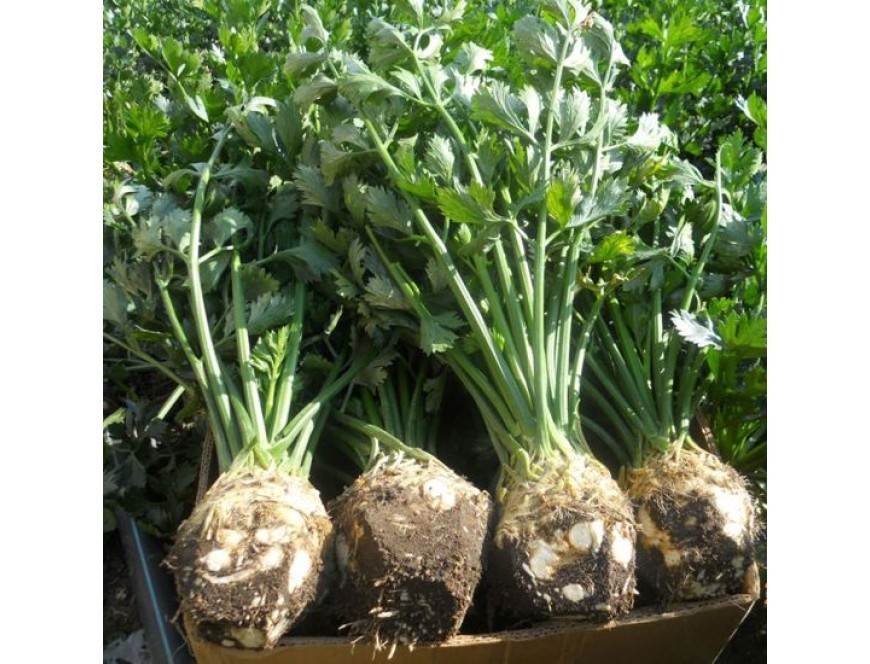 Cisko (10.000 seminte) drajate de telina de radacina cu foliaj viguros ...