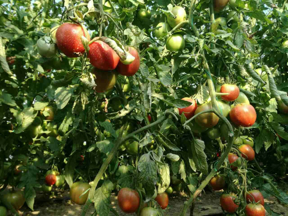 Inima de Bou Roz Gigant (300 seminte) de rosii soi gigant, Superior Seeds