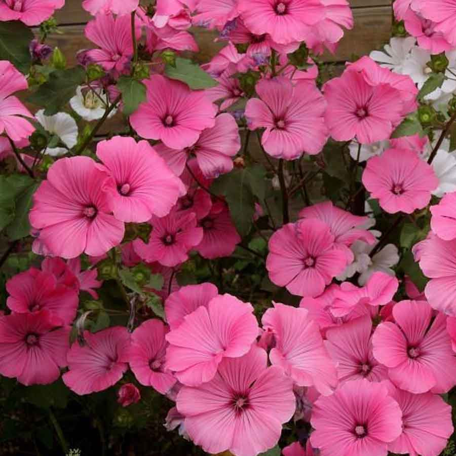 Nalba Lavatera trimestris mix (1 g), Seminte Flori Nalba, Planta Anuala ...