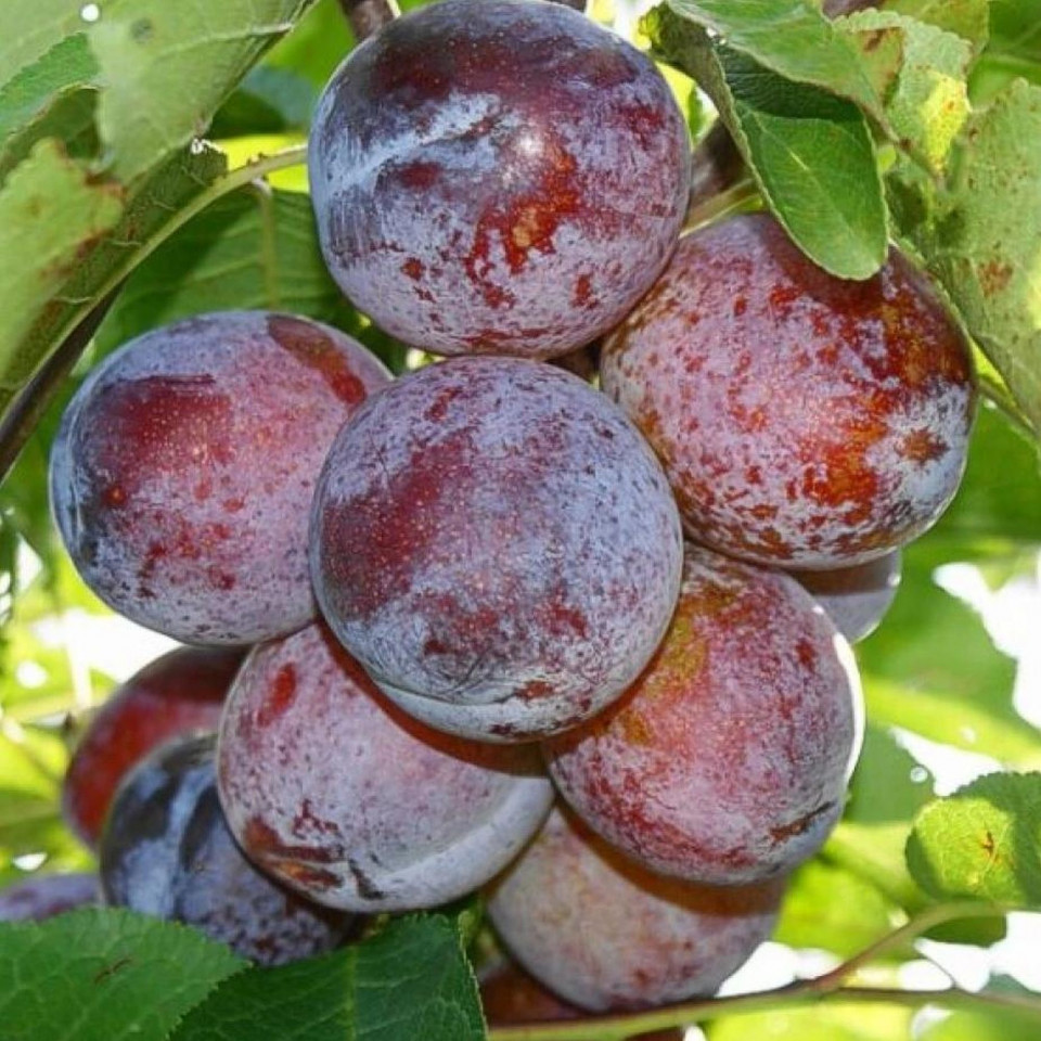 Puiet de prun Renclod Althan, pom fructifer prun soi cu fructe zemoase ...