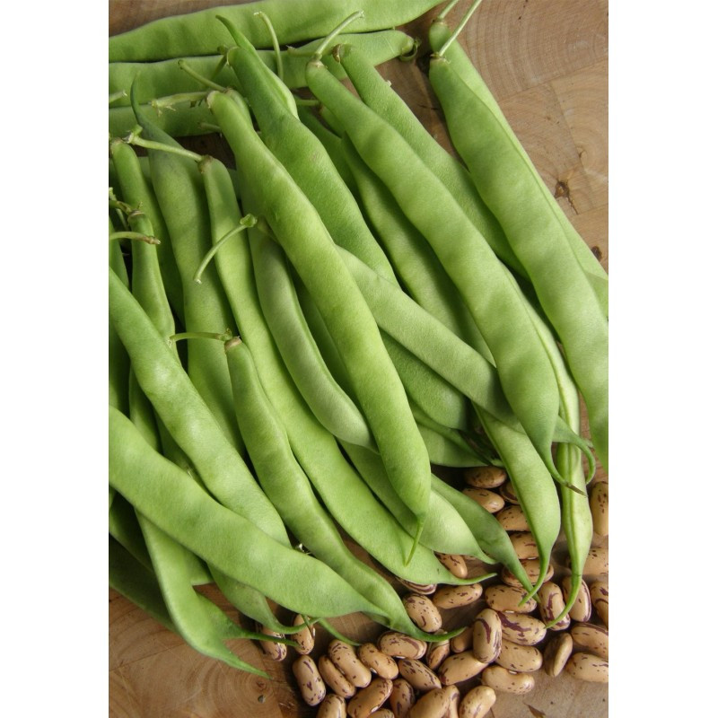 Reka (50 gr) seminte de fasole, pastai late, boabe maron deschis, Agrosem