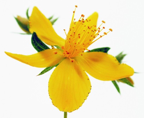 Sunatoare Medicinala (2000 seminte) de Sunatoare, Planta Medicinala, de ...