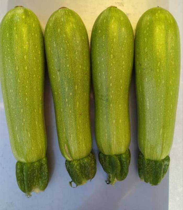 Cordelia F1 (500 seminte) de dovlecel perfect cilindric, neted, verde ...