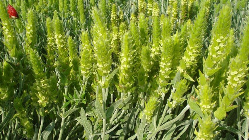 Mursalski Ceai (2 gr) seminte de Ceai Mursalski planta cosmonauţilor ...