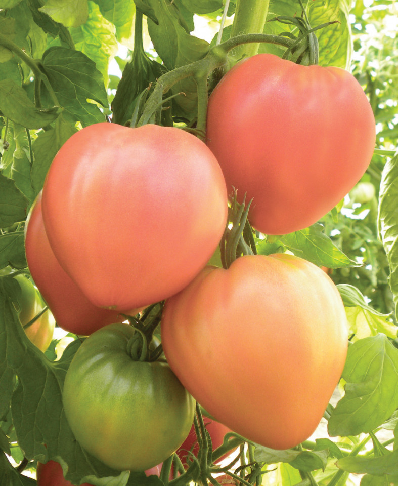 Rosii Gigant Inima de Bivol Roz (0.2 gr), soi nedeterminat, foarte ...