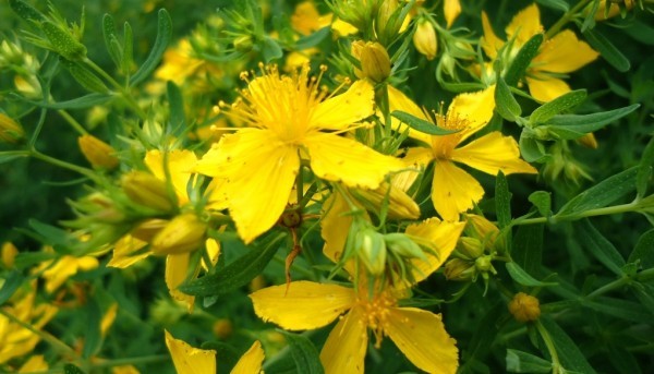 Sunatoare Medicinala (2000 seminte) de Sunatoare, Planta Medicinala, de ...