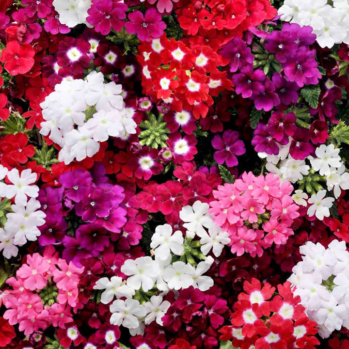 Verbena urzicuta mix (80 seminte) planta flori viu colorate ...