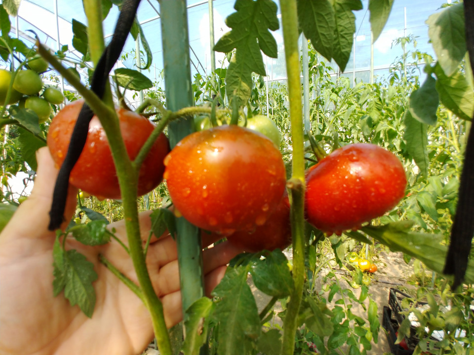 Black Russian (40 seminte) rosii negre, culoarea mahon-brun, Thompson ...